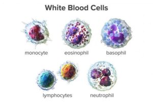 Low White Blood Cell Count: Causes, Symptoms, and Treatments