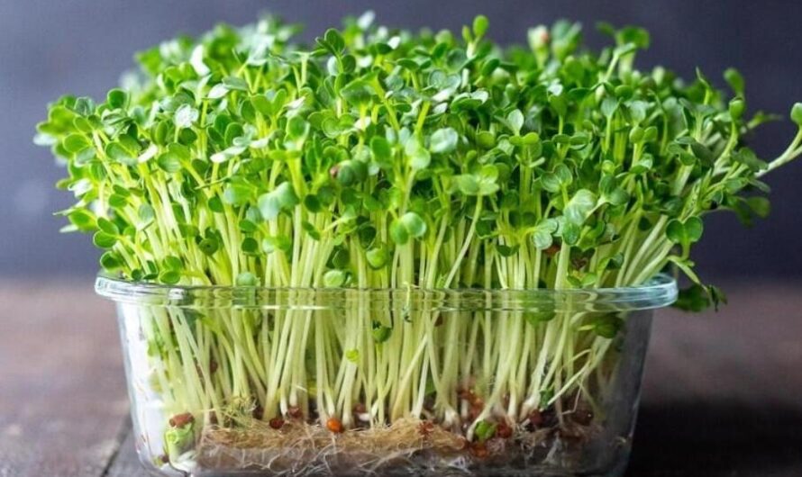 16 Amazing Health Benefits of Cumin Seeds