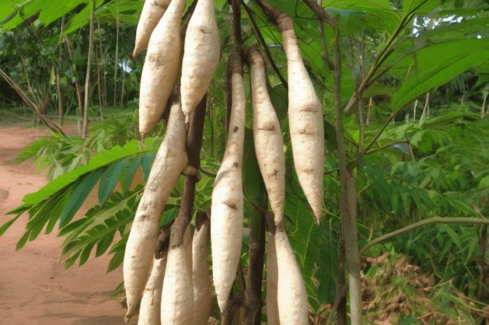 Cassava:18 Benefits, Nutrition, Side Effects & How to Eat It