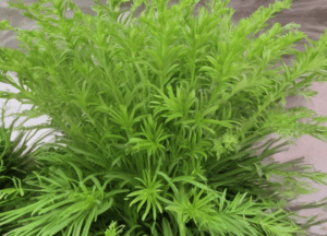 How to Plant, Grow, and Care For a Citronella Plant