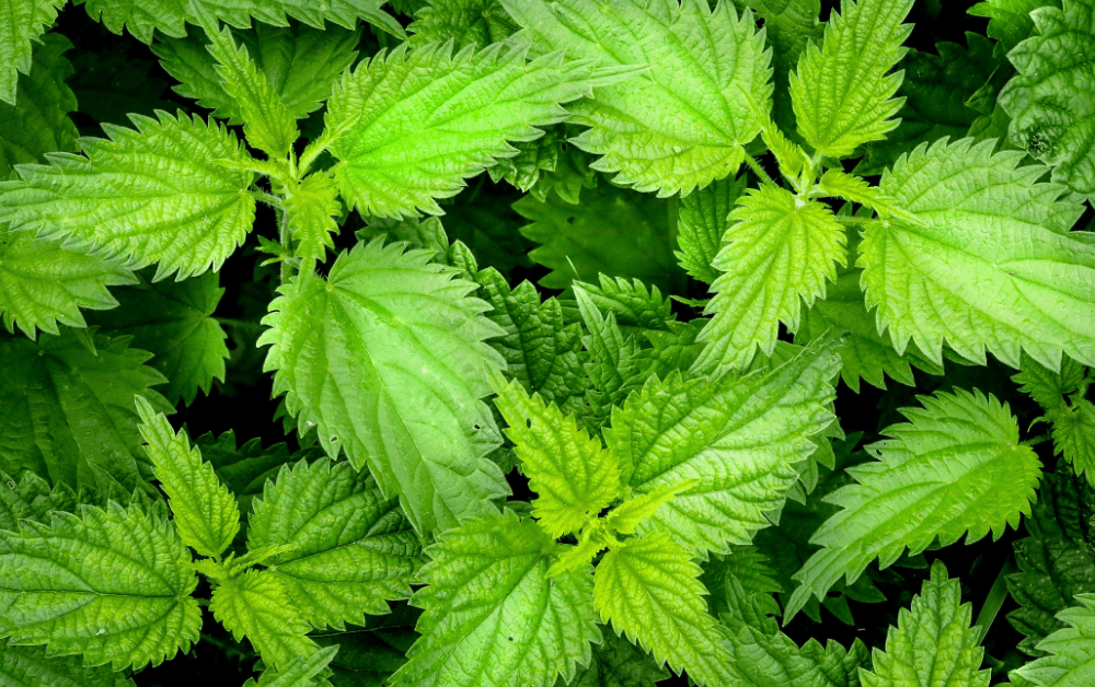 Stinging Nettle: Nutrition, Benefits, Uses and Side Effects