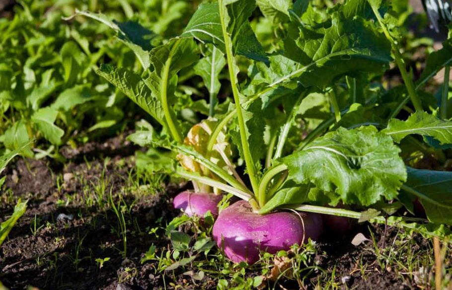 Turnip:18 Health Benefits, Nutrition and How to Eat