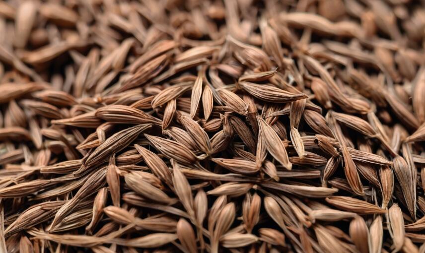Caraway Seeds:18 Benefits, Side Effects & How to Take It