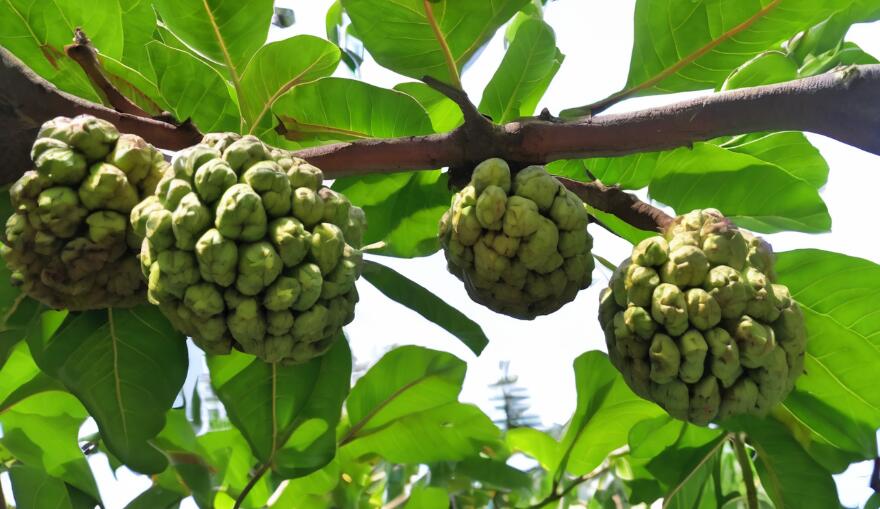 Sugar Apple:18 Benefits,Nutrition,Side Effects & How to Take It