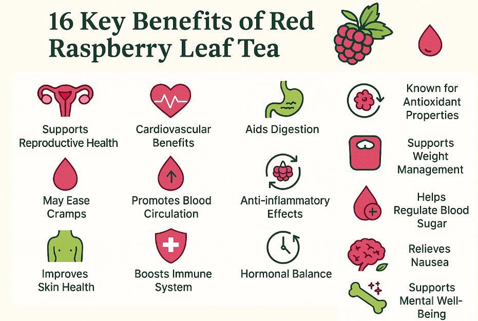 Red Raspberry Leaf Tea:16 Benefits, Side Effects & How to Make It