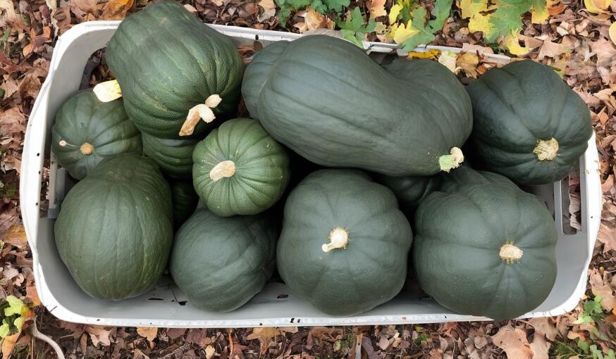 What is Hubbard Squash and 18 Best Seasonal Recipes