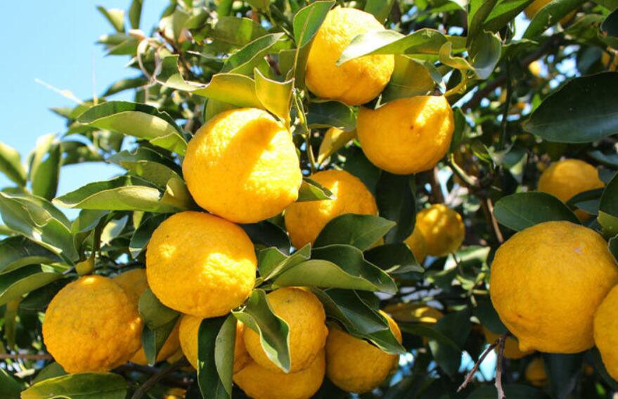 Yuzu Fruit:16 Benefits, Side Effects and 6 Best Recipes