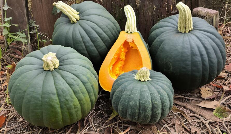 Hubbard Squash:16 Benefits, Side Effects & Best Recipes
