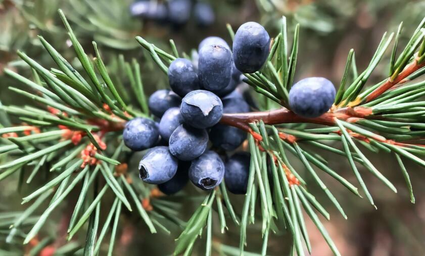 Juniper Berries:16 Benefits, Side Effects &10 Delicious Recipes