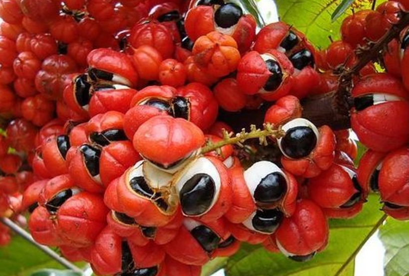 Guarana:15 Benefits, Side Effects, and How to Use it Safely