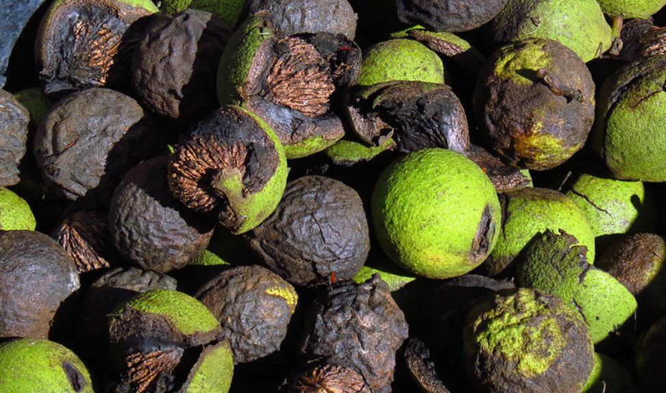 Black Walnut:16 Benefits, Nutrition, Side Effects & Harvest Walnuts