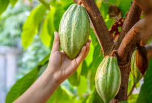 What is Cocoa:16 Benefits, Side Effect and How to Eat it